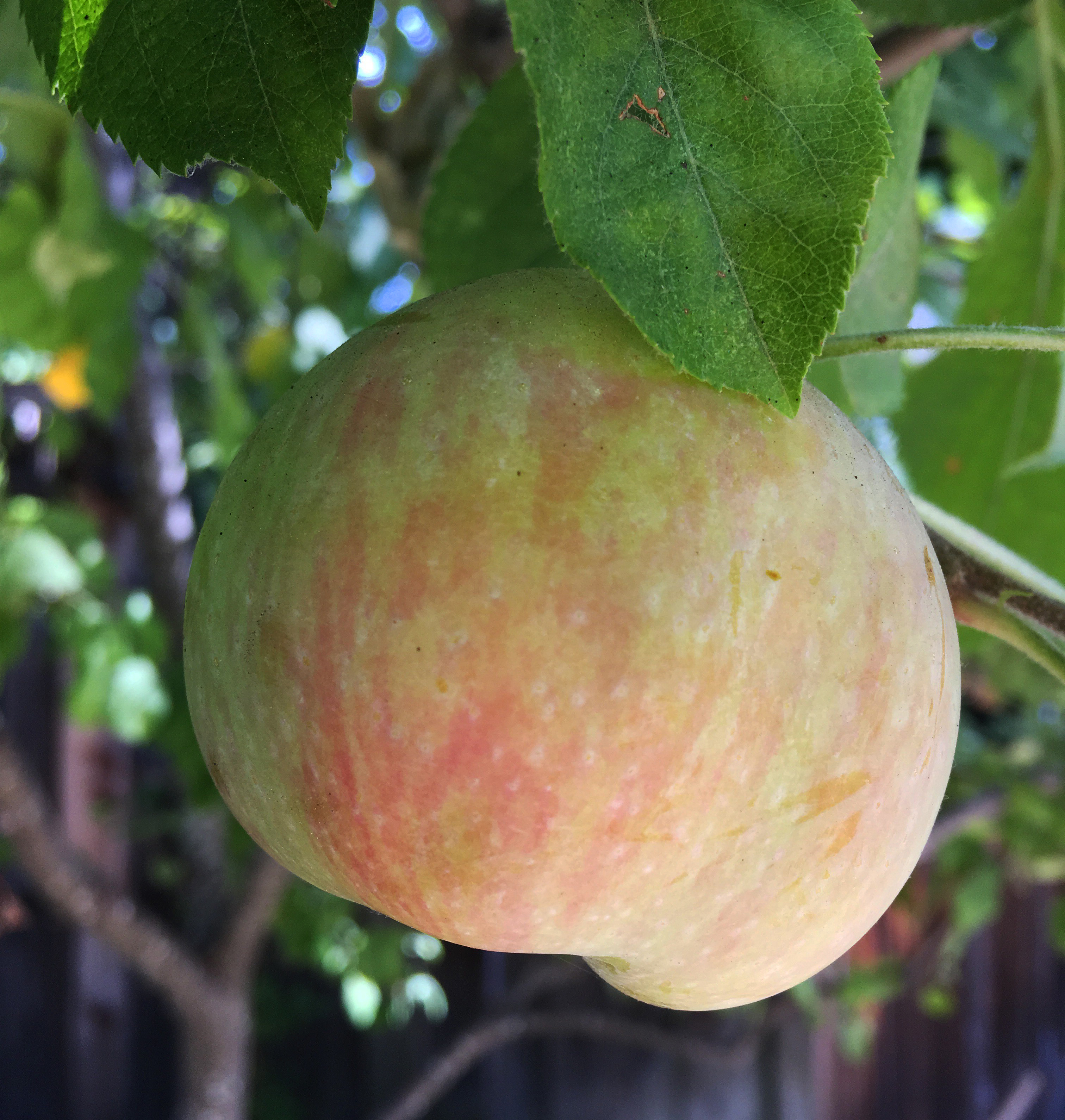 Backyard Orchards Part 2 - Montgomery Robbins, Inc.