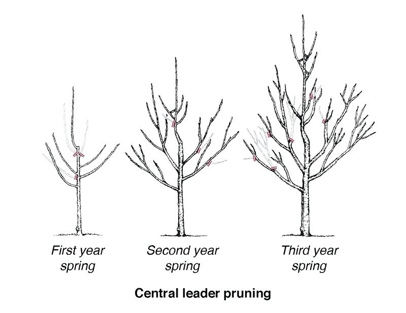 Backyard Orchards Part 2 - Montgomery Robbins, Inc.