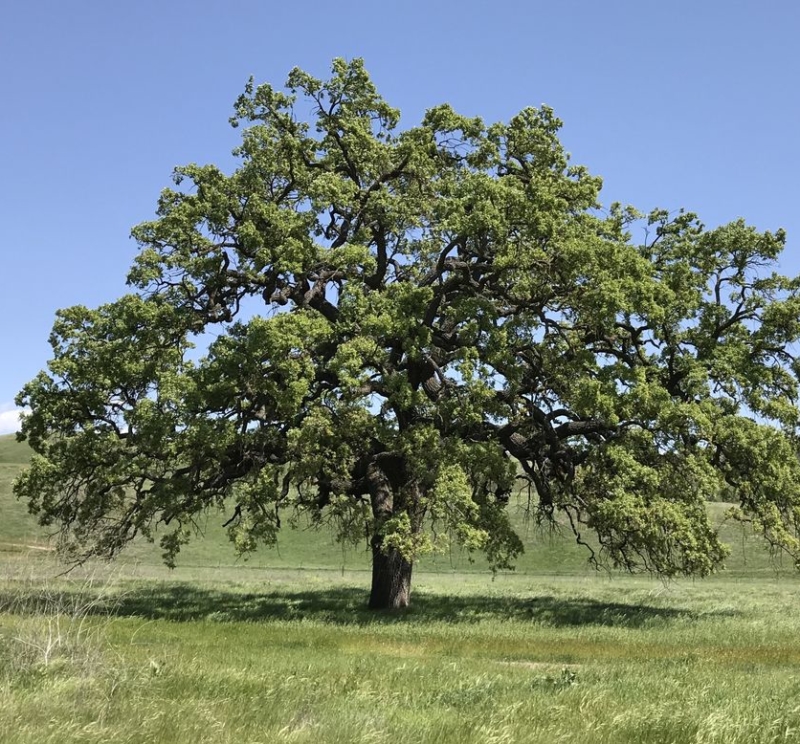Planting Under Oaks - Montgomery Robbins, Inc.