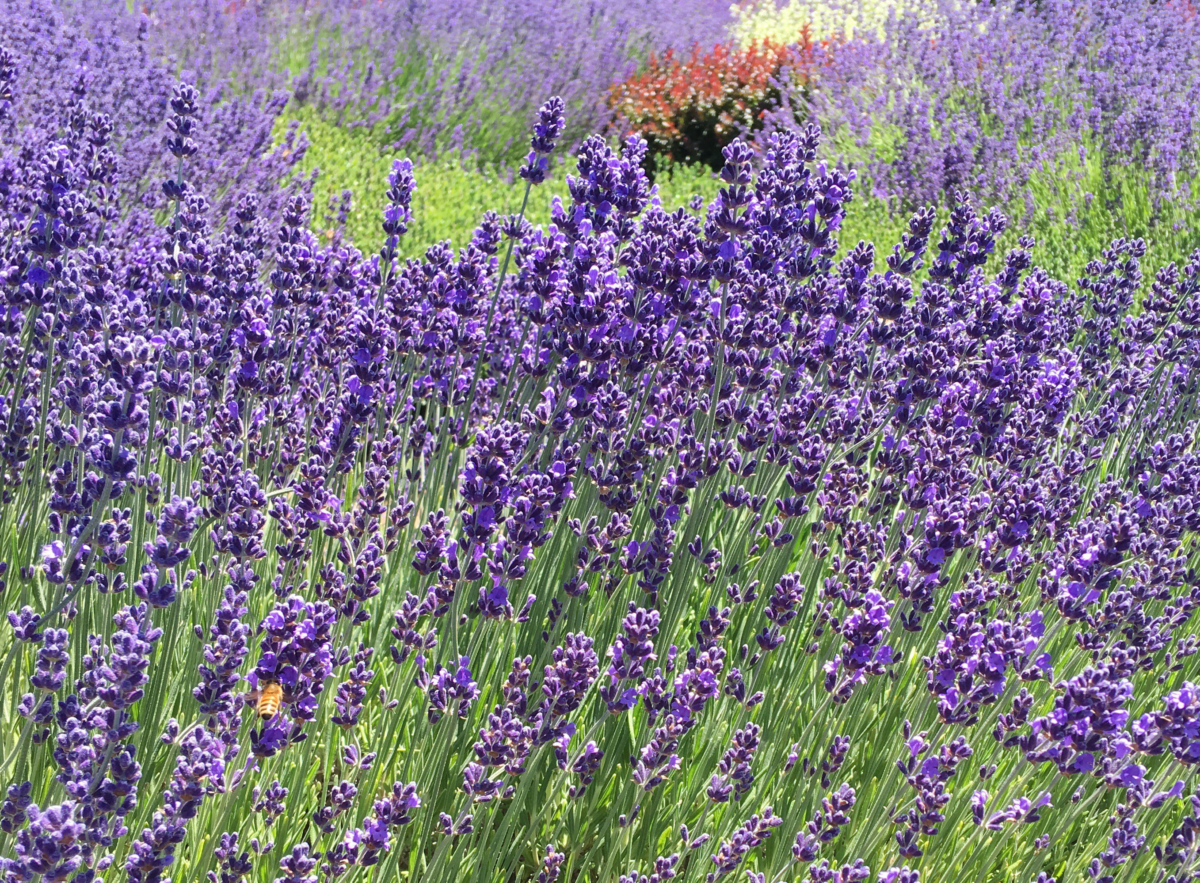 Deer-Resistant Plantings - Montgomery Robbins, Inc.