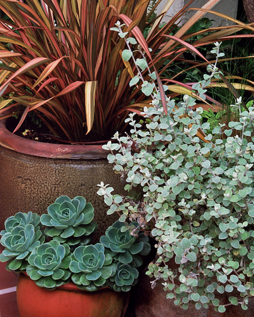 Plant Focus: Phormiums | Montgomery Robbins, Inc.