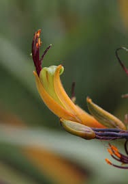 Plant Focus: Phormiums | Montgomery Robbins, Inc.